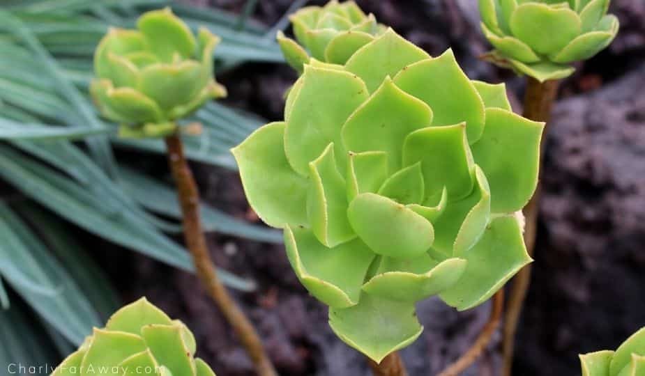 Un weekend pour visiter Genève - Charly Far Away