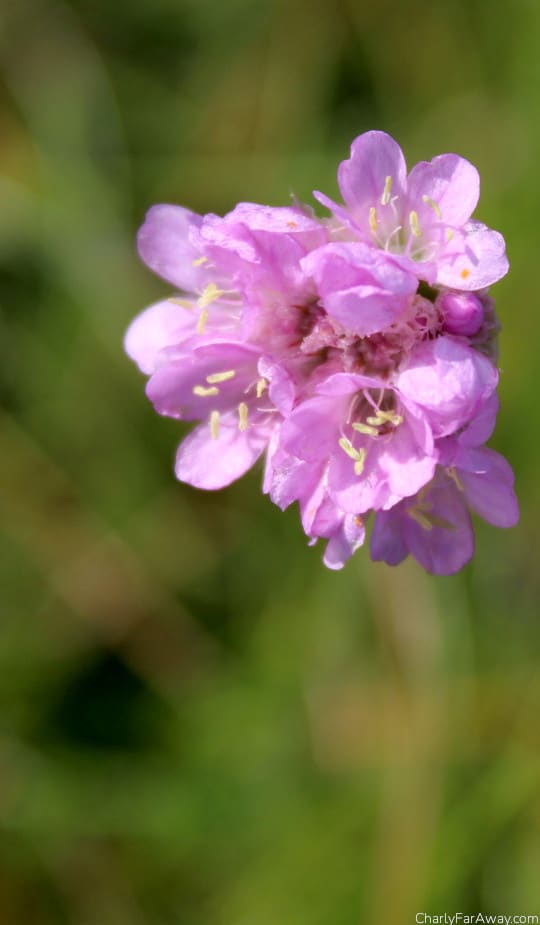 Doolin : musique traditionnelle dans le Burren - Charly Far Away